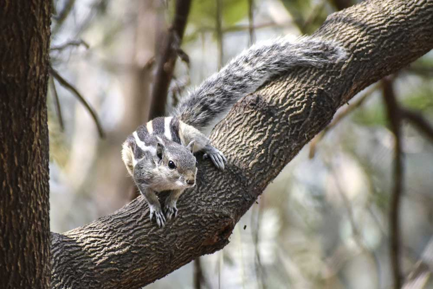 Flying Squirrel Removal | Camden, Waterville, Augusta, Brunswick, ME ...